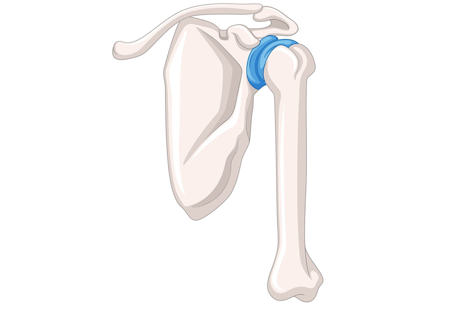 Omero osso: anatomia, funzioni e trattamenti