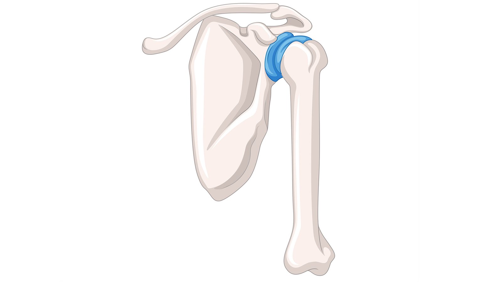 Omero osso: anatomia, funzioni e trattamenti